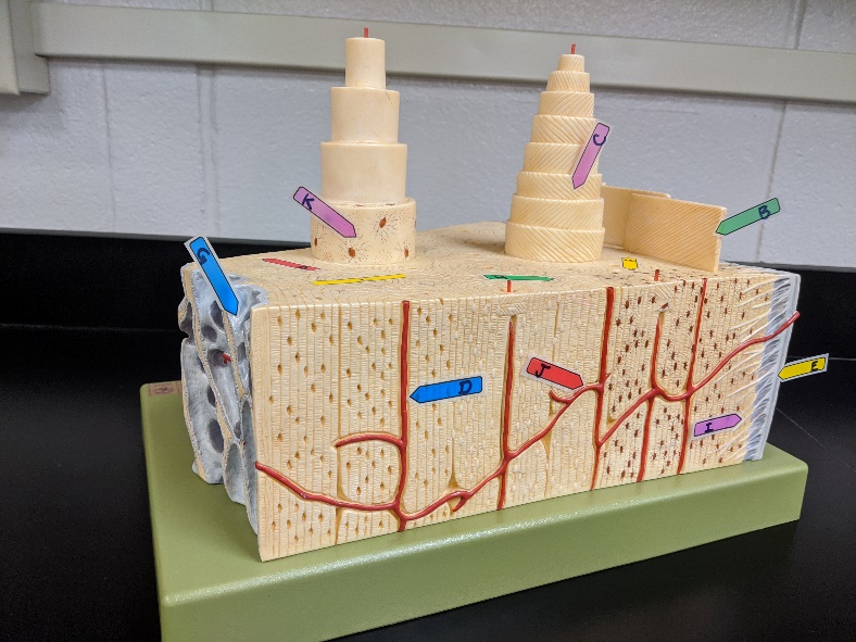 Solved periosteum, endosteum, osteon, lamellae (concentric, | Chegg.com