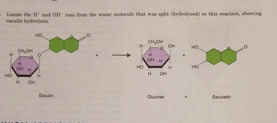 Solved ions from the water molecule that was split | Chegg.com