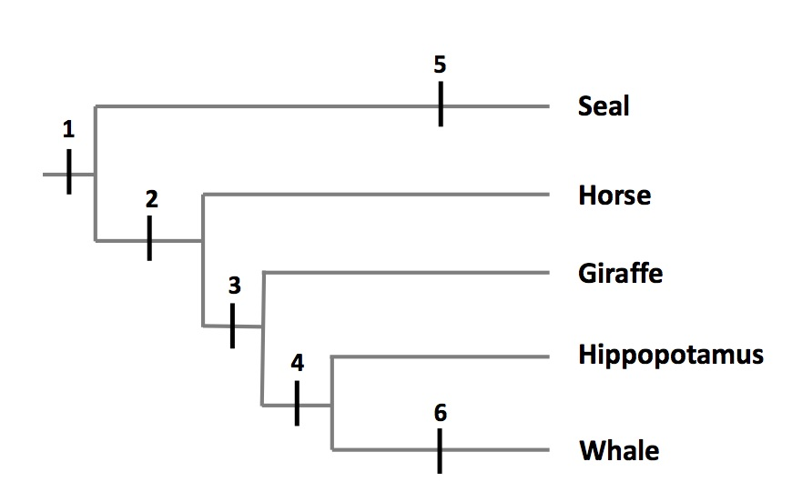 Solved 5 À Seal 1 2 Horse Giraffe 3 4 Hippopotamus 6 Whale | Chegg.com