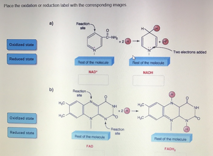 Solved Place the oxidation or reduction label with the | Chegg.com