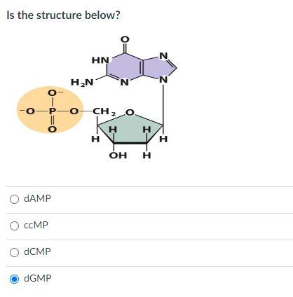 Solved Is the structure below? O 01910 P dAMP O CCMP O dCMP | Chegg.com