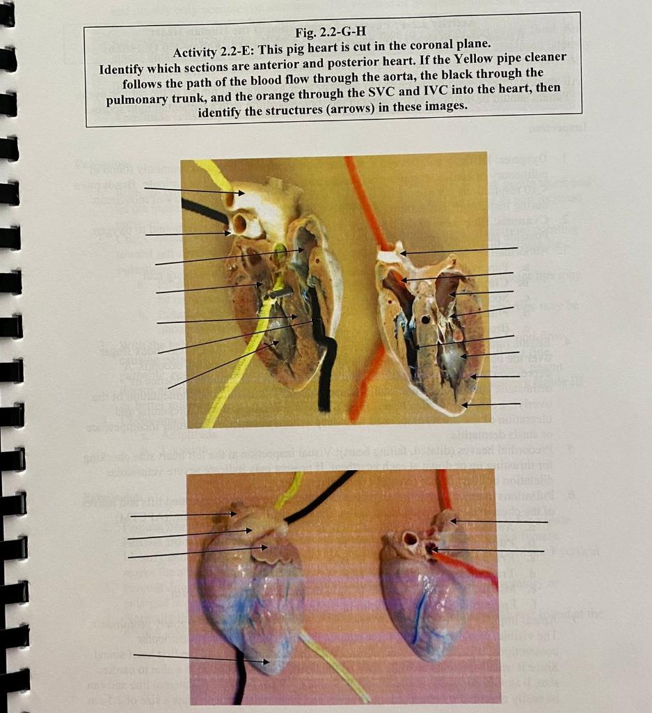 Solved Fig. 2.2-G-H Activity 2.2-E: This pig heart is cut in | Chegg.com