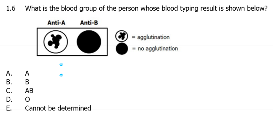 Solved 1.6 ﻿What is the blood group of the person whose | Chegg.com