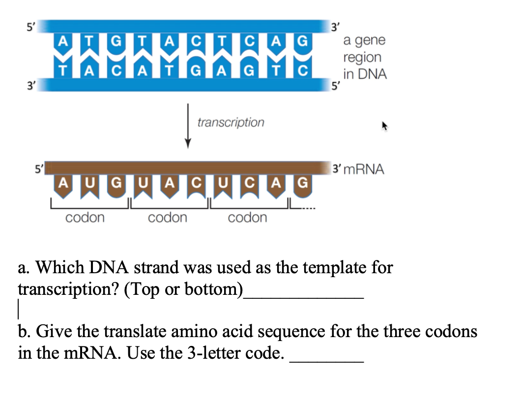 Solved 5' 3' A TGT AC TC AG a gene region in DNA 5' T G T 3' | Chegg.com