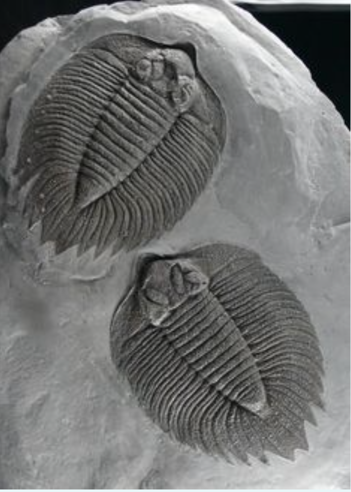 Solved Worksheet 1: Question: As you can see by the museum | Chegg.com