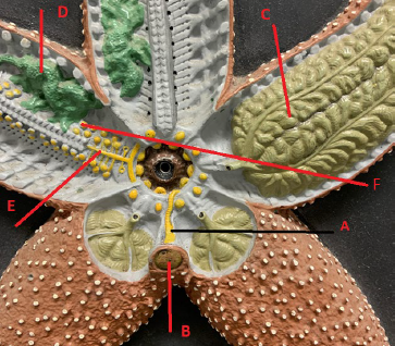 Solved Identify each of the structures labelled in the sea | Chegg.com