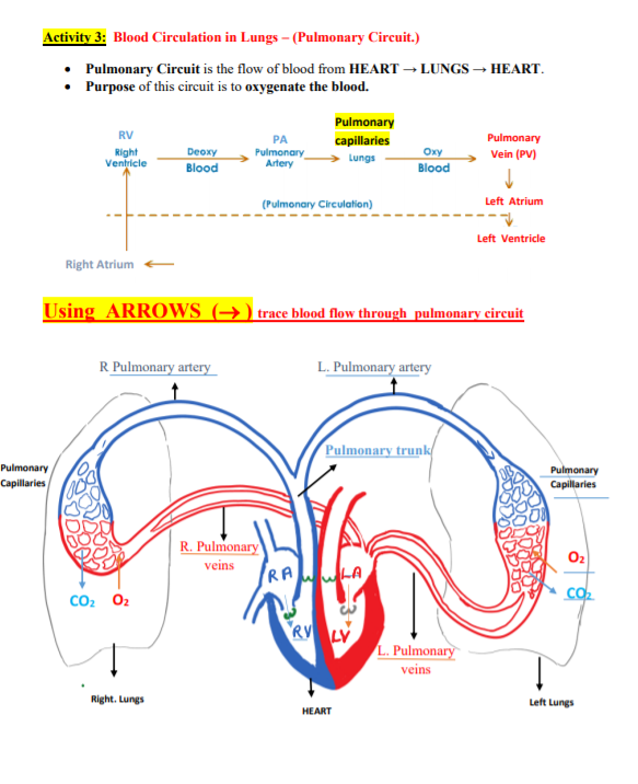 Solved Activity 3: Blood Circulation in Lungs- (Pulmonary | Chegg.com