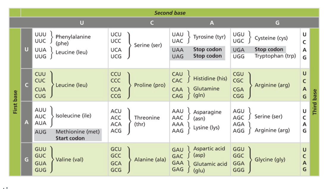 Non-coding Strand: CTCGAGGGGCCTAGACATTGCCCT Second | Chegg.com