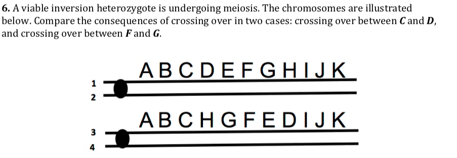 Solved 6. A viable inversion heterozygote is undergoing | Chegg.com