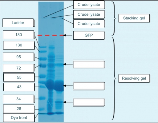 Solved Measure the distance (mm) migrated by the dye at the | Chegg.com