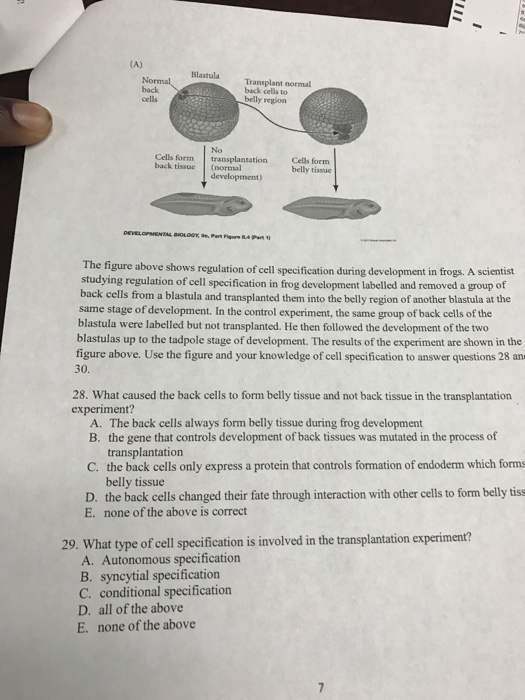 Solved The figure above regulation cell specification during | Chegg.com