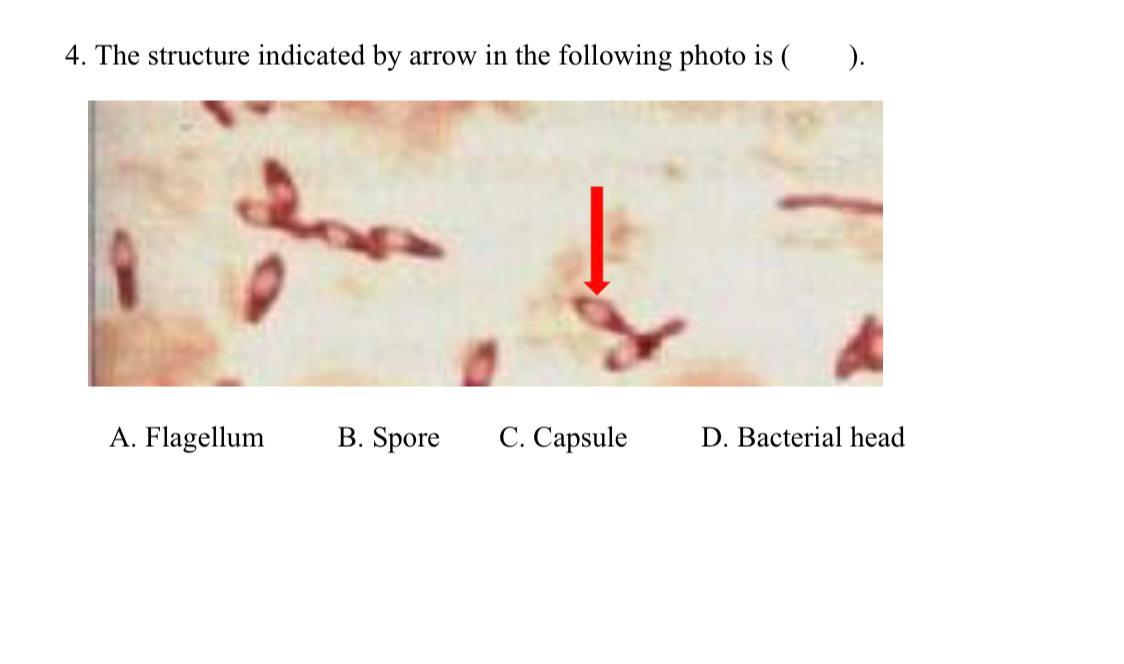 Solved 4. The structure indicated by arrow in the following | Chegg.com ...