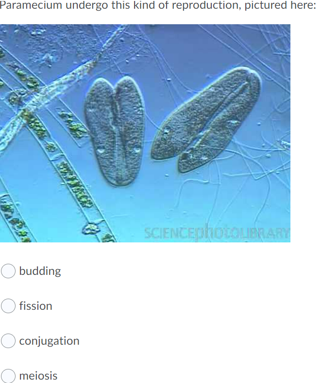 Solved Paramecium undergo this kind of reproduction, | Chegg.com