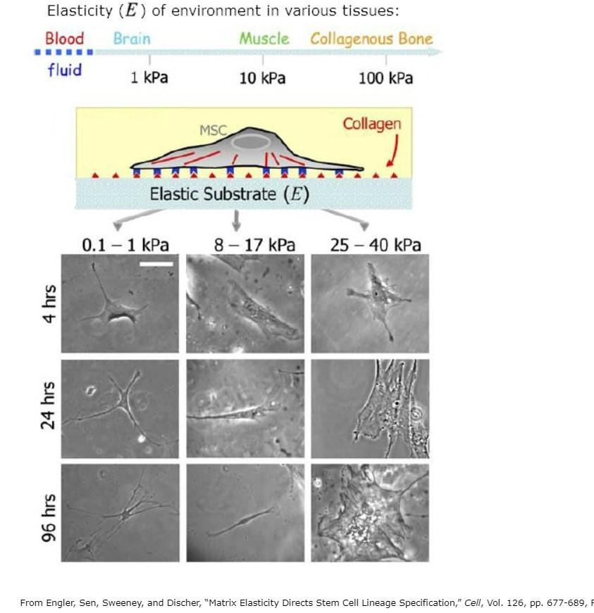 Solved Elasticity (E) of environment in various tissues: | Chegg.com