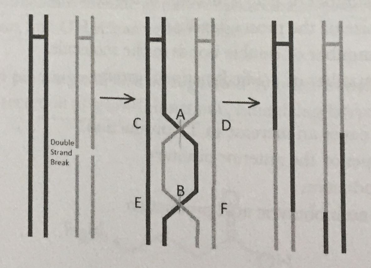 Solved Which of the following combinations of DNA cuts will | Chegg.com