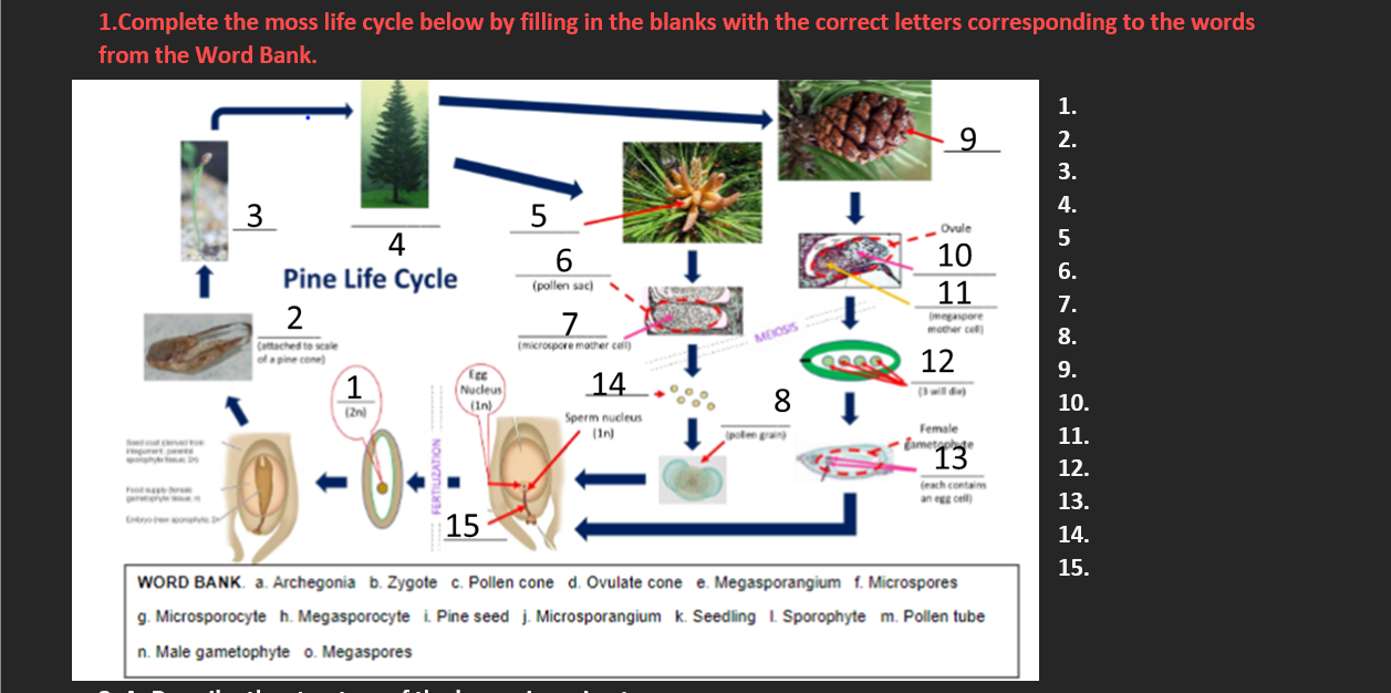 2. A. Describe the structure of the leaves in a | Chegg.com