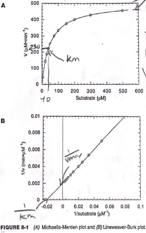 Solved Given the Michaelis-Menten and Lineweaver-Burke plots | Chegg.com