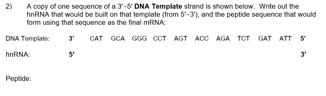 Solved 2) A copy of one sequence of a 3-5' DNA Template | Chegg.com