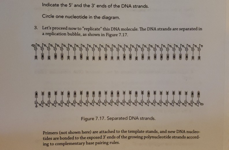 Solved Indicate the 5' and the 3' ends of the DNA strands. | Chegg.com