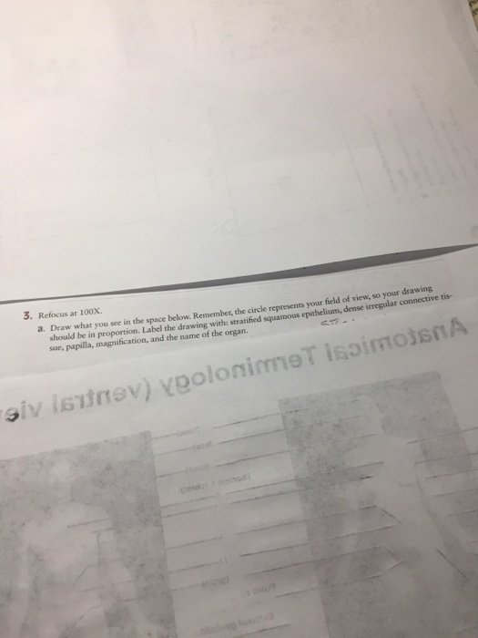 3. Refocus at 100X. field of view, so your drawing a. | Chegg.com