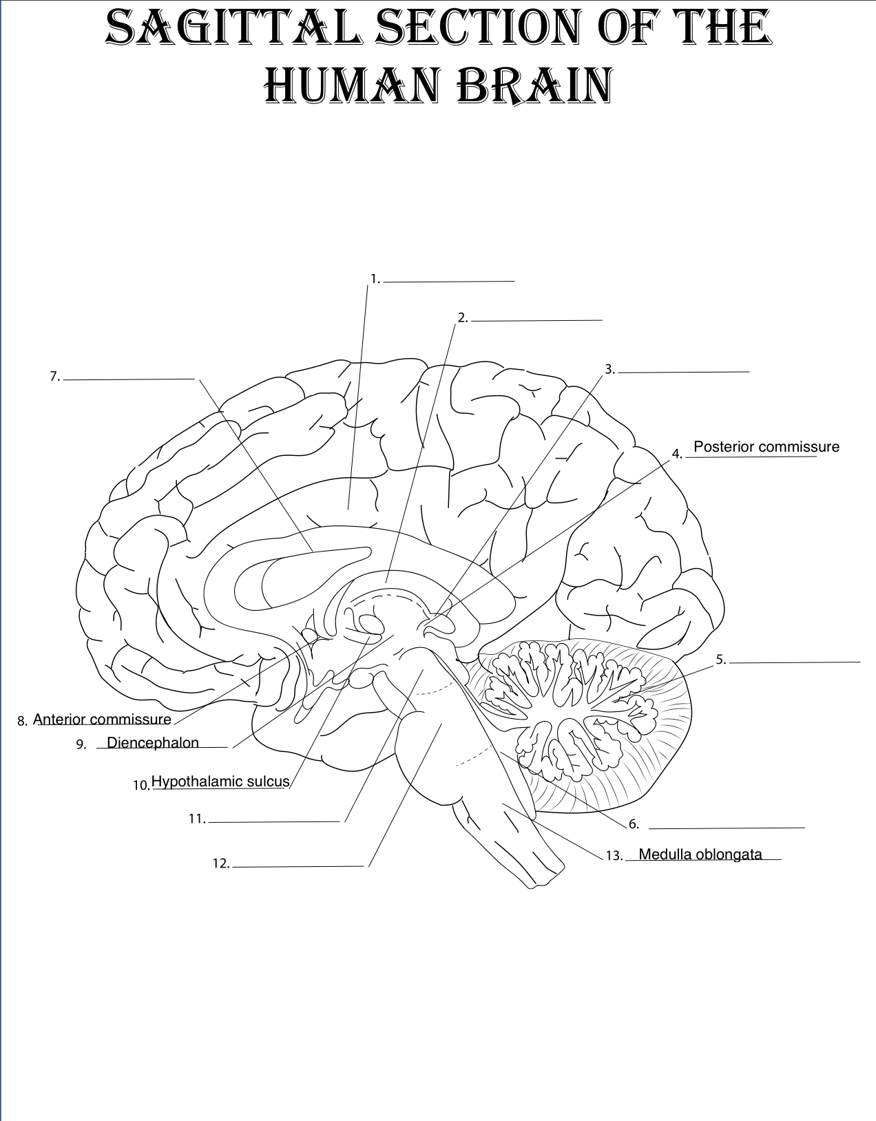 Solved Sagittal section of the human brainAnterior | Chegg.com