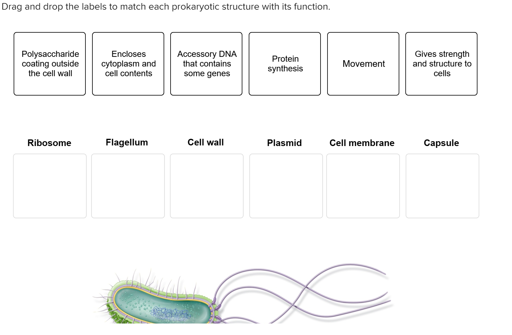Solved Drag and drop the labels to match each prokaryotic | Chegg.com