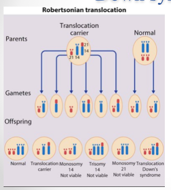 Translocatie Diagram