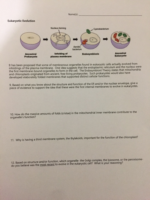 Solved Name(s): Eukaryotic Evolution Nucleus forming Aerobic | Chegg.com