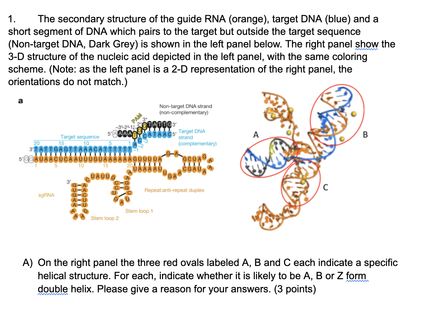 Solved 1. The secondary structure of the guide RNA (orange), | Chegg.com
