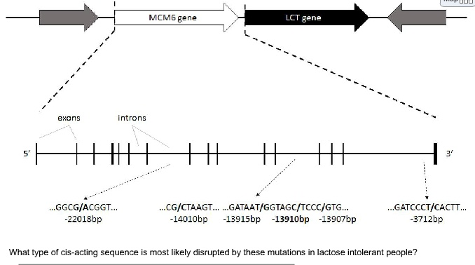 Solved In humans the LCT gene encodes the enzyme lactase | Chegg.com