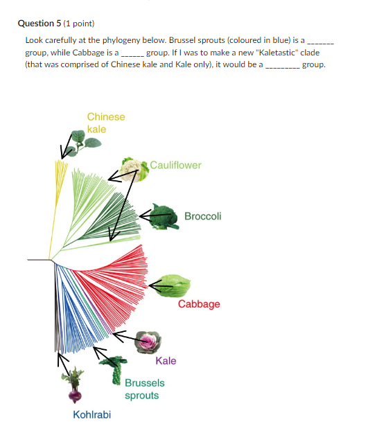 Solved Question 5 (1 point) Look carefully at the phylogeny | Chegg.com