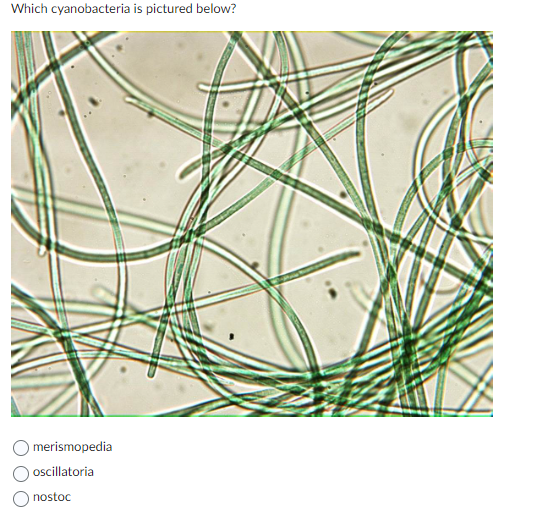 Merismopedia Under Microscope
