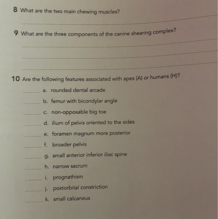 Solved 8 What are the two main chewing muscles? 9 What are | Chegg.com