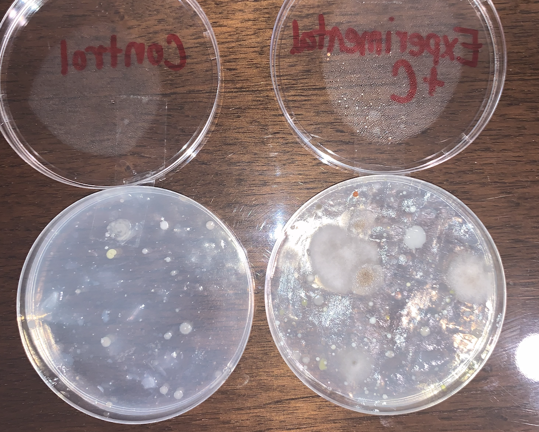 Solved Enter your observation here. Which plates had the | Chegg.com