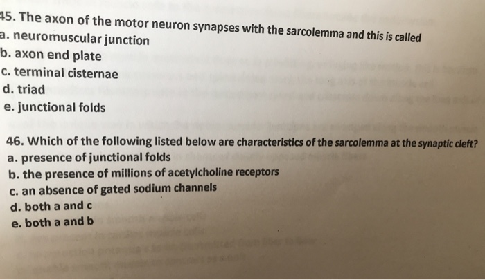 Solved The axon of the motor neuron synapses with the | Chegg.com