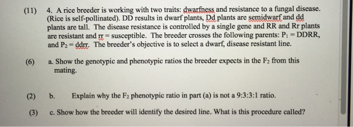 Solved A rice breeder is working with two traits: dwarfness, | Chegg.com