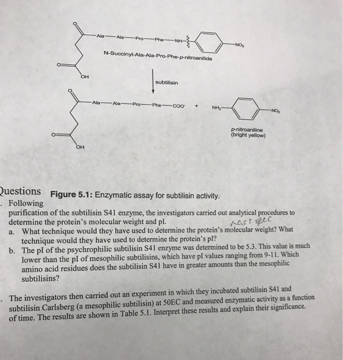Solved Ala Ala N-Succinyl-Ala-Ala-Pro-Phe-p-nitroanilide | Chegg.com