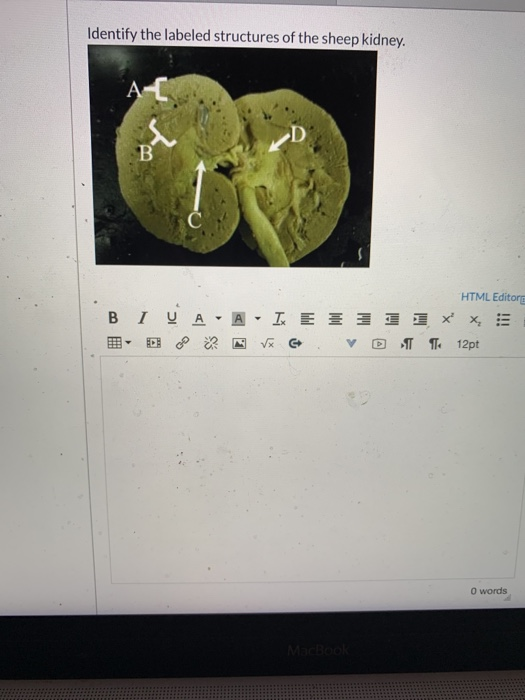 Solved Identify the labeled structures of the sheep kidney | Chegg.com