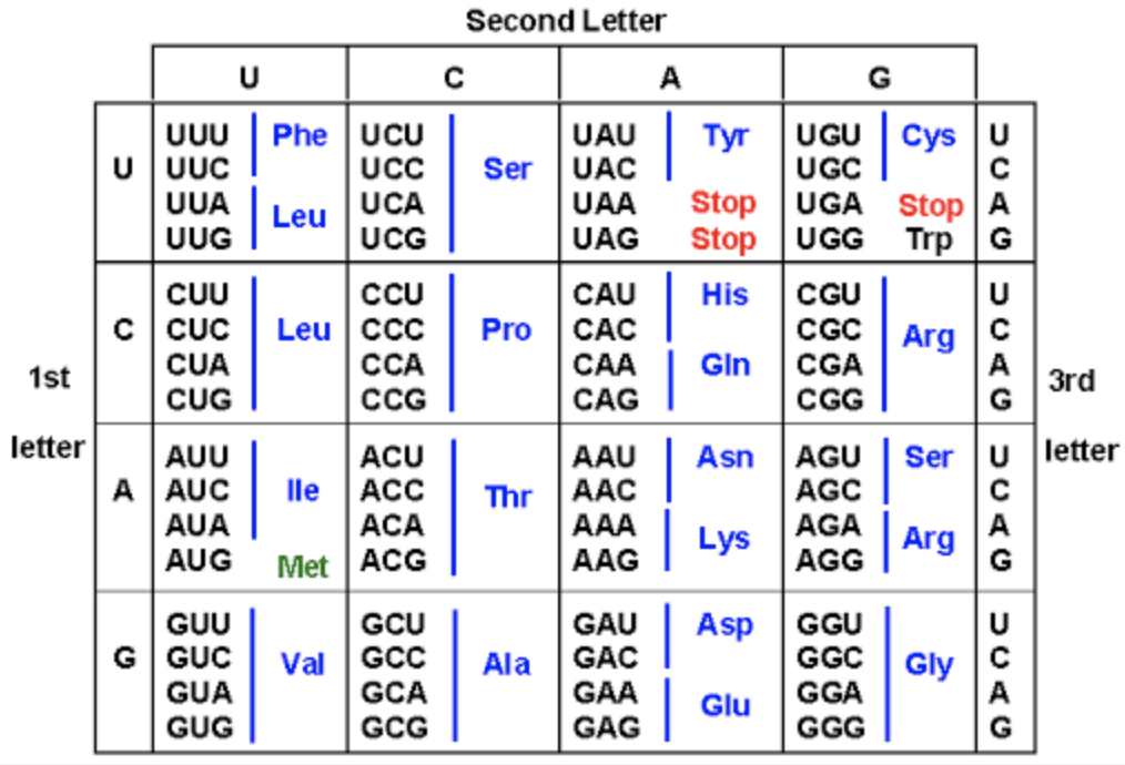 Solved A random single nucleotide mutation occurs in a codon | Chegg.com