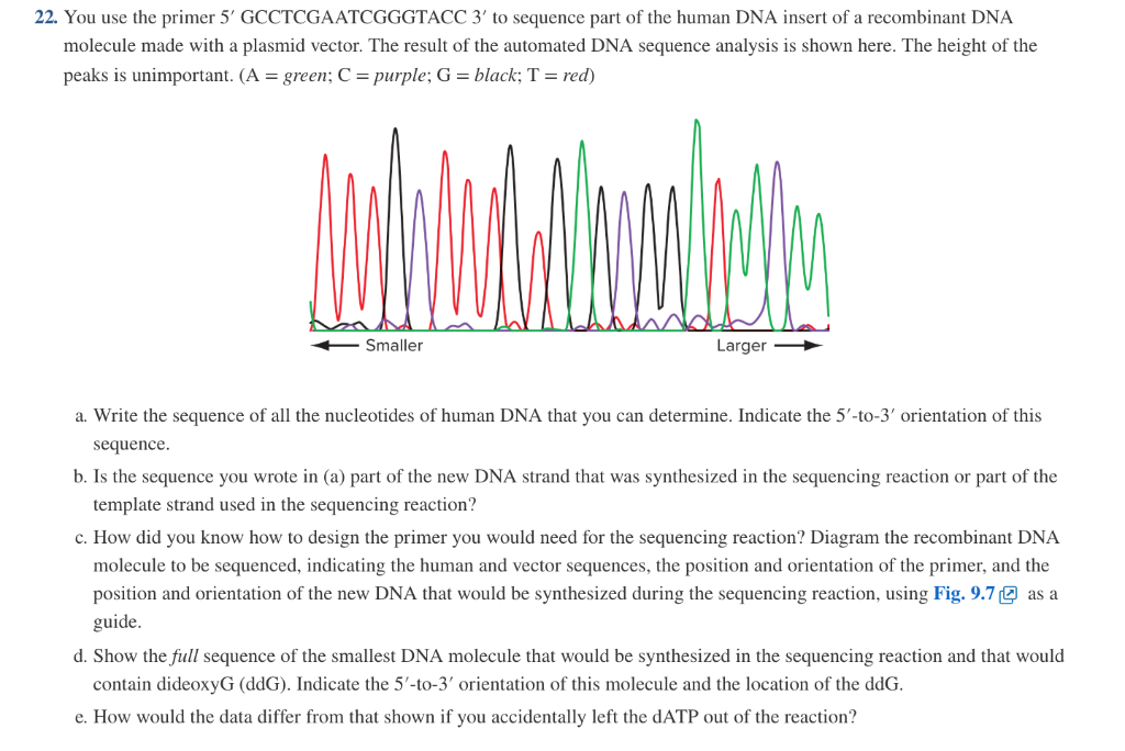 Solved 22. You use the primer 5' GCCTCGAATCGGGTACC 3' to | Chegg.com