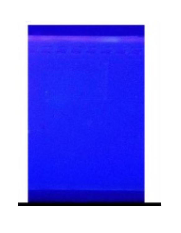 Solved Day 1, You have isolated DNA from 30 individuals and | Chegg.com