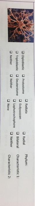 Diploblastic Protostome Radiata Radial Phylum: | Chegg.com