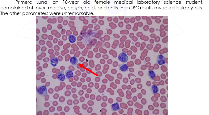 Solved Identify the cell at the tip of the arrow. CLUE: | Chegg.com