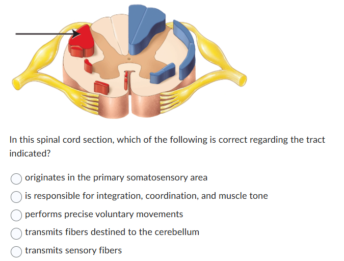 Solved In this spinal cord section, which of the following | Chegg.com