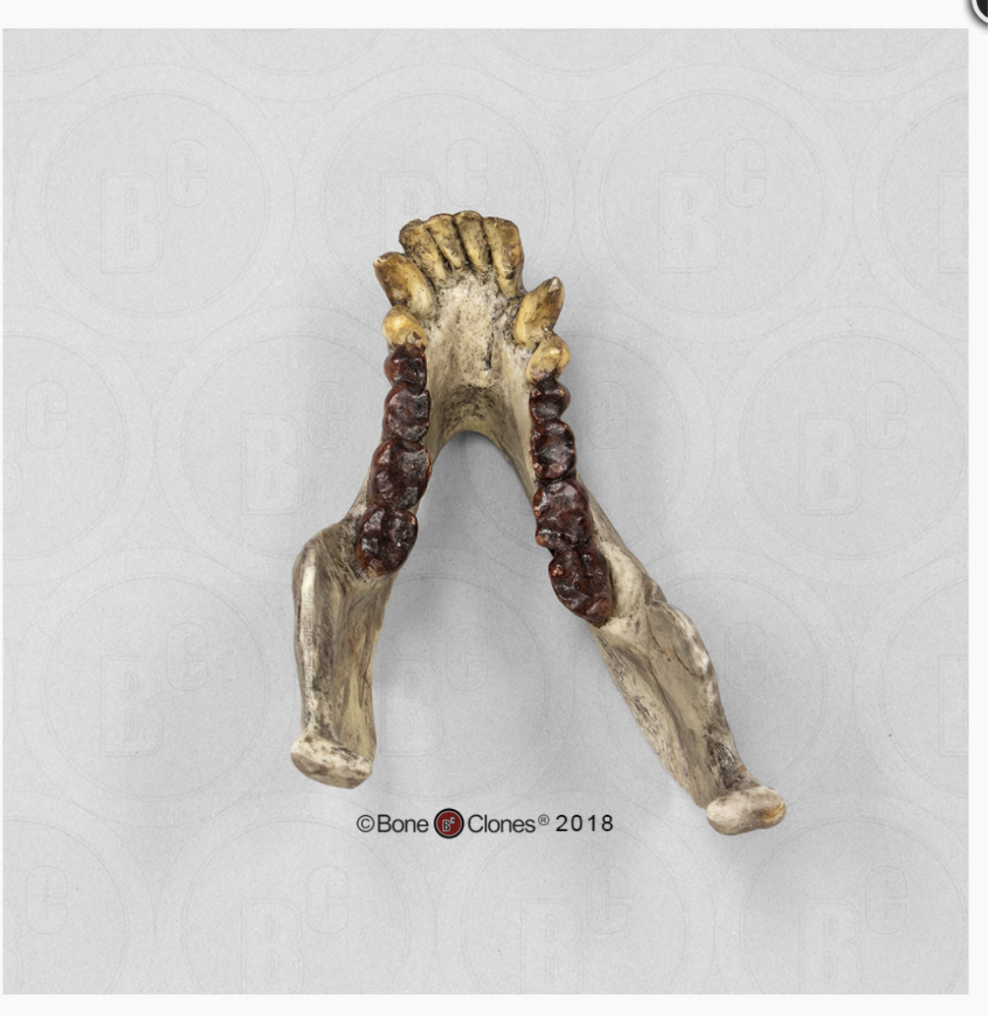 Solved Based on the image below of Proconsul, circle five | Chegg.com