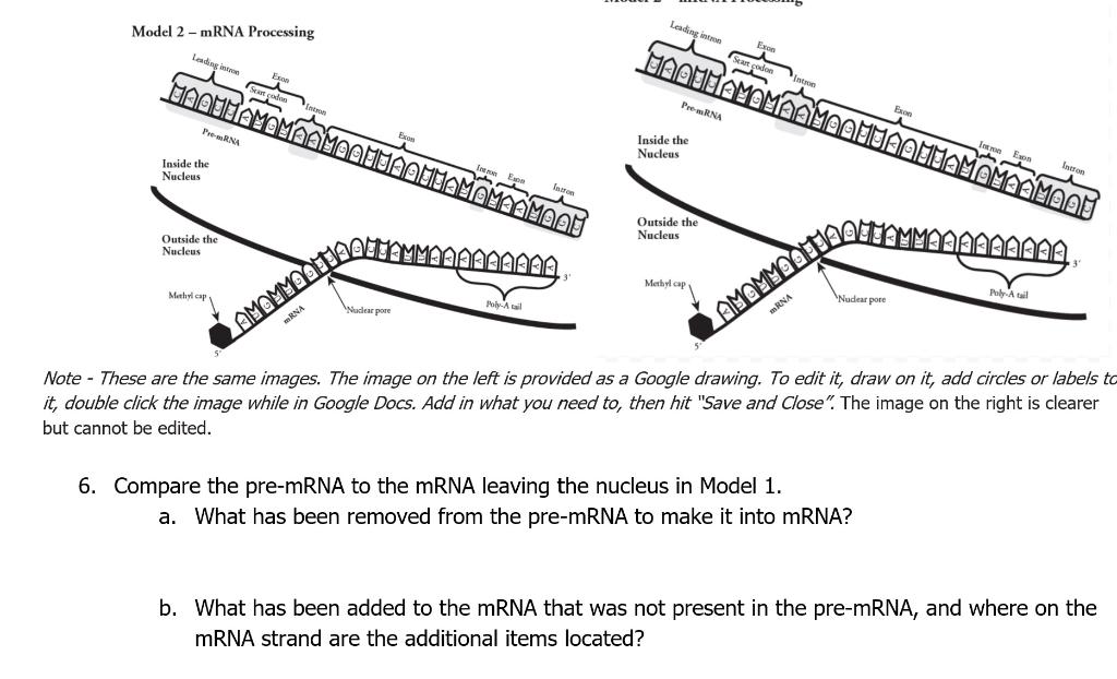 Solved Note - These are the same images. The image on the | Chegg.com