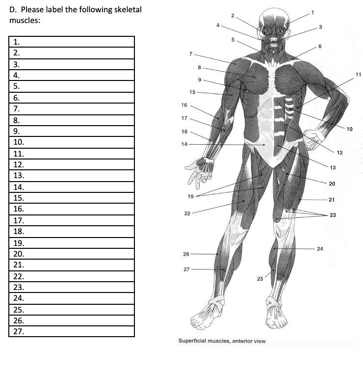 Solved D. Please label the following skeletal muscles: E. | Chegg.com