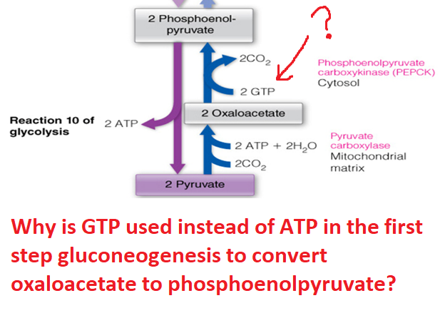 Solved Why is GTP used instead of ATP in the first | Chegg.com