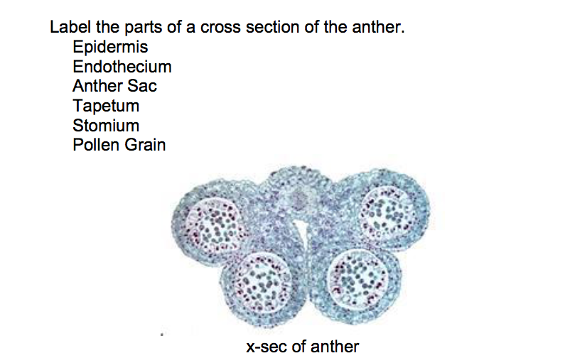 Solved Label the parts of a cross section of the anther. | Chegg.com