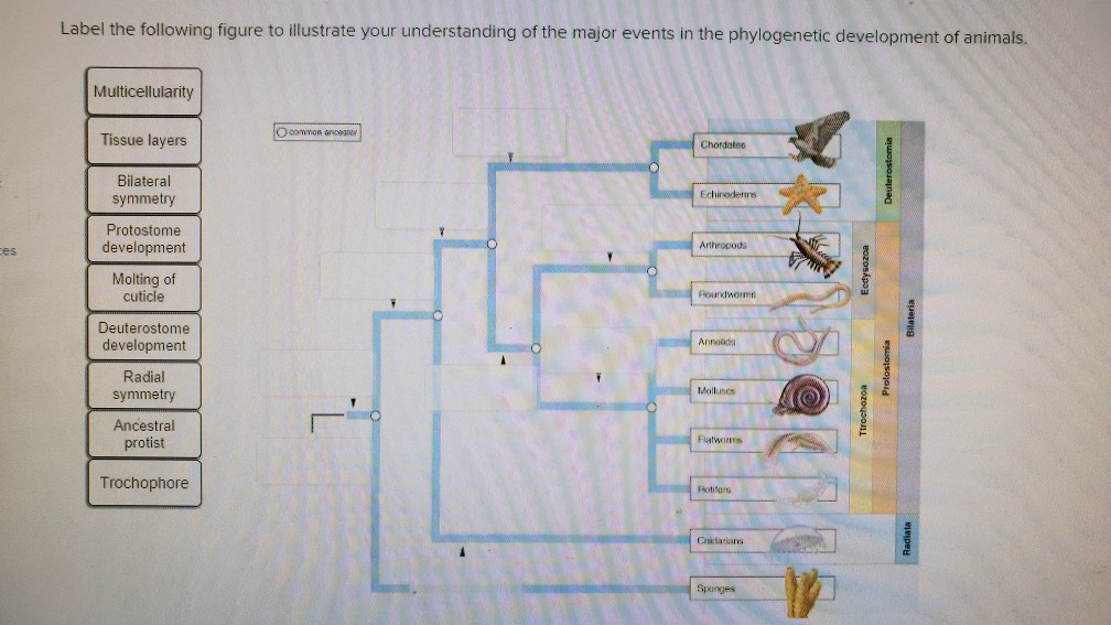 Solved Label the following figure to illustrate your | Chegg.com